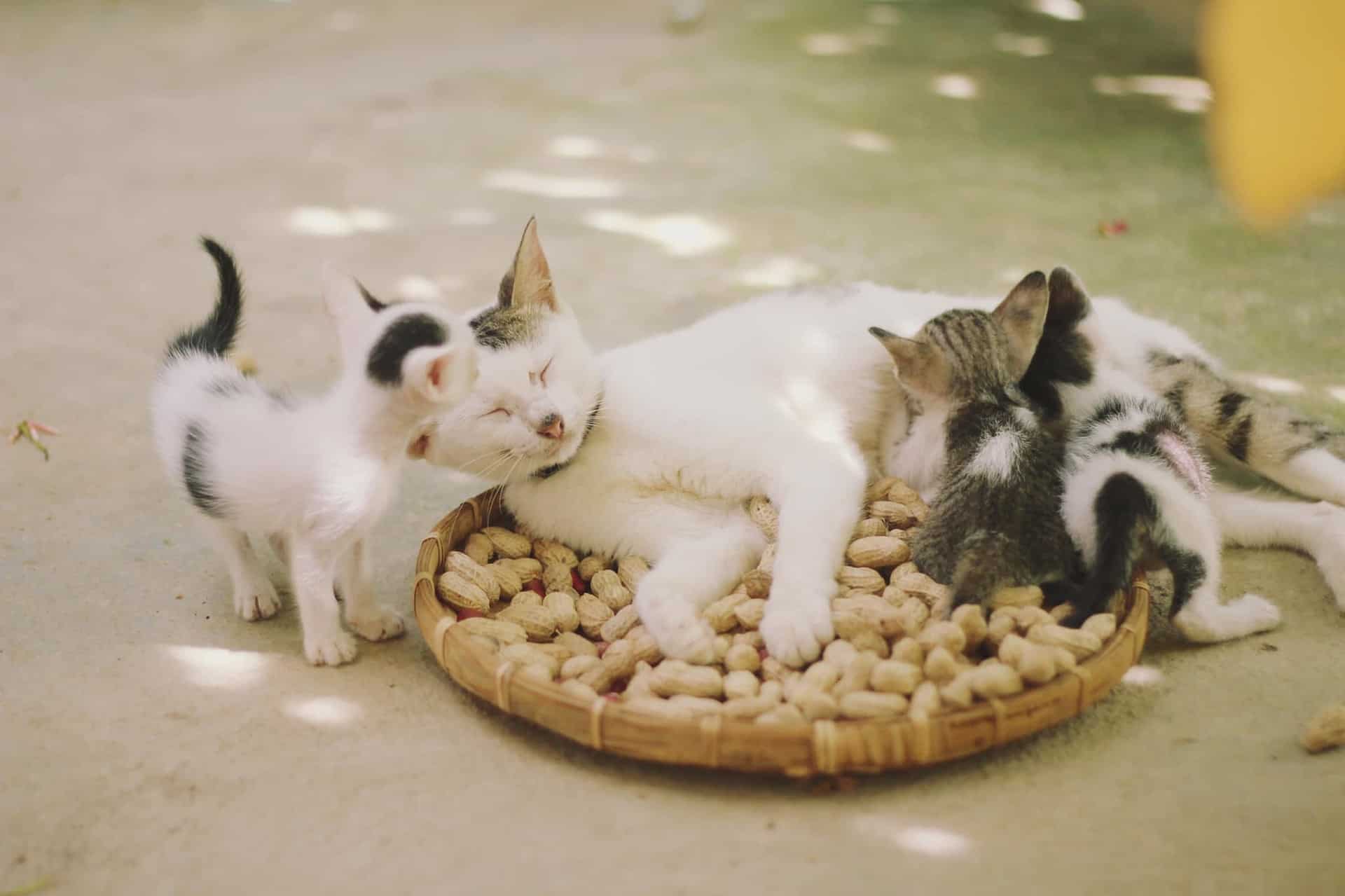 Cat Giving Birth - Labor Delivery & Aftercare