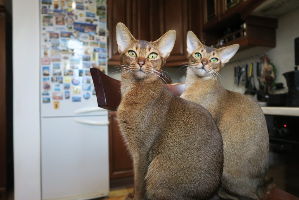 Abyssinian Cat Breed Information – Cats of Australia
