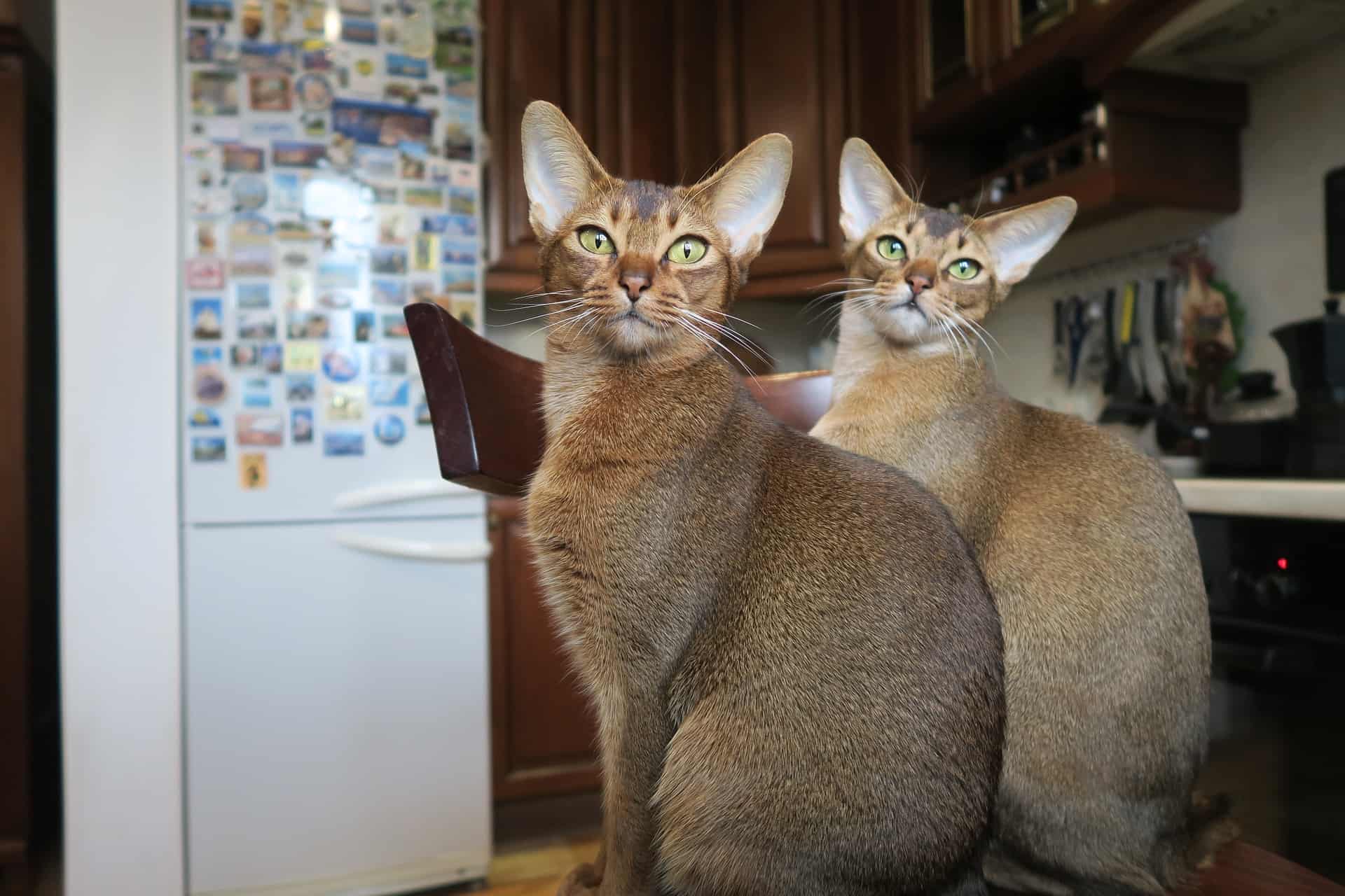 Abyssinian Cat Breed Information – Cats of Australia