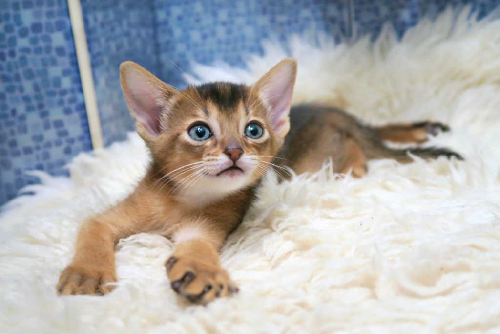 Abyssinian Cat Breed Information – Cats of Australia