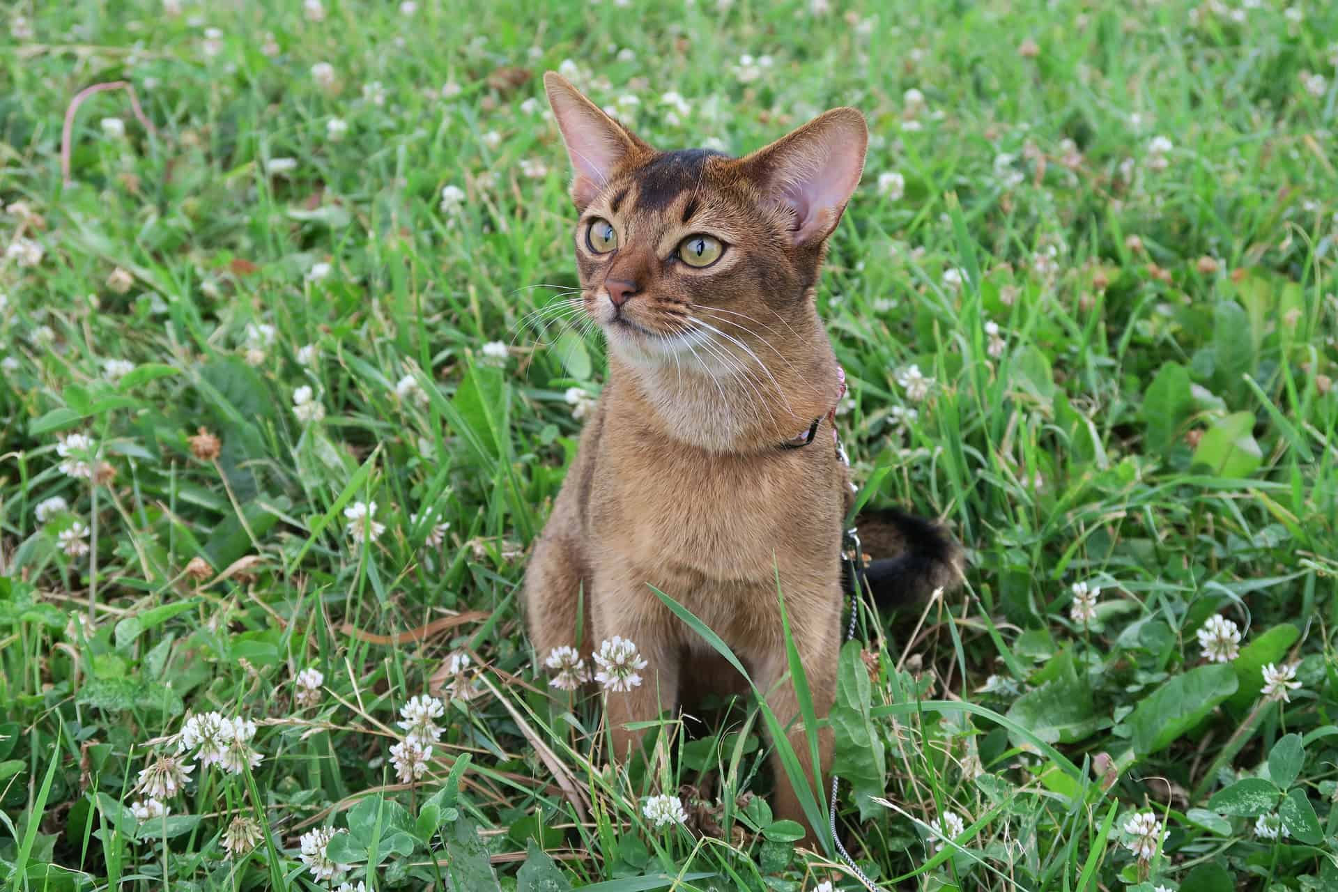 Abyssinian Cat Breed Information – Cats of Australia