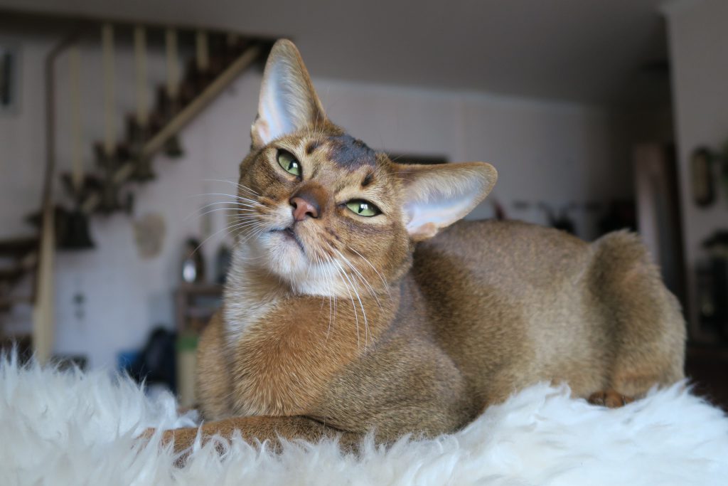 Abyssinian Cat Breed Information – Cats of Australia