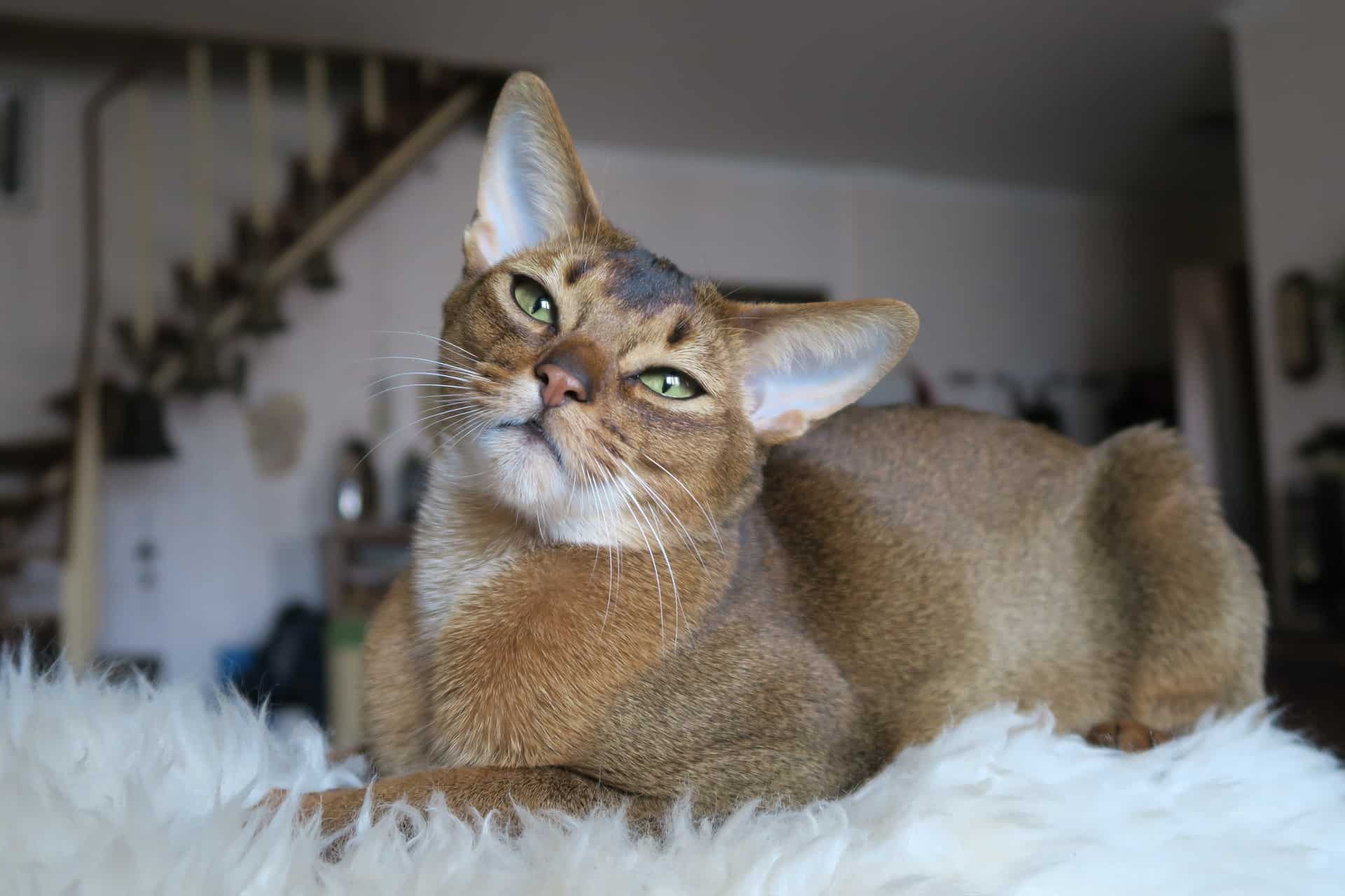 Abyssinian Cat Breed Information – Cats of Australia