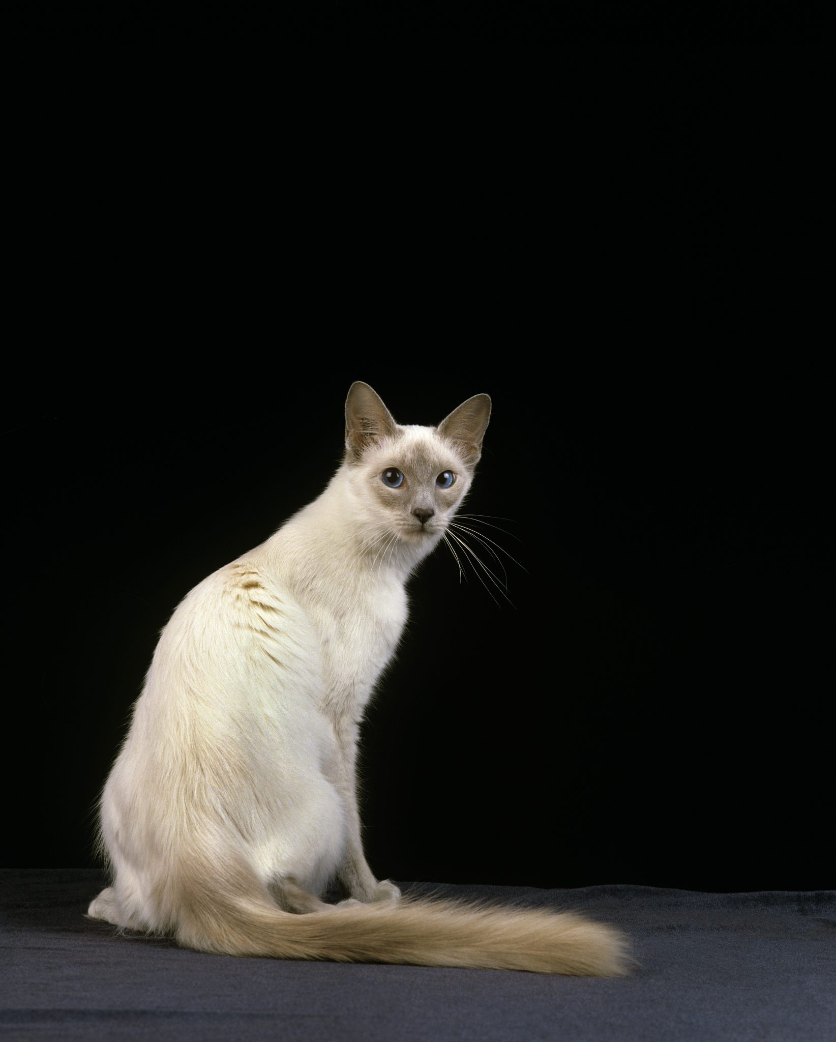 Balinese Cat Breed Information