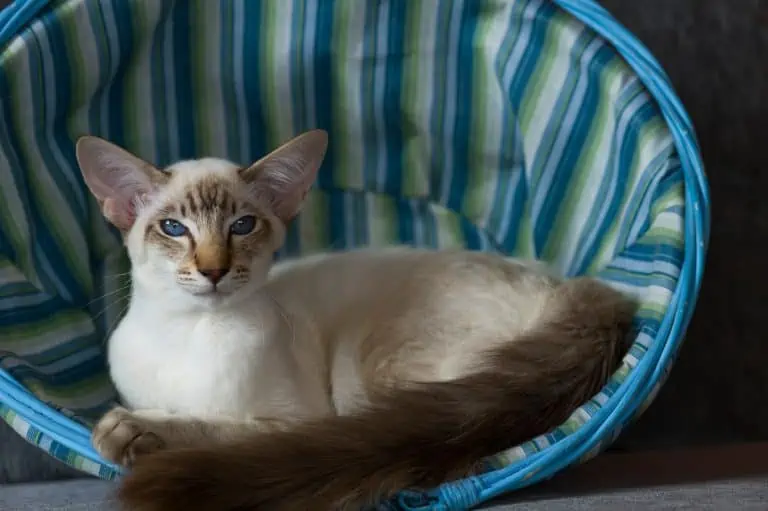 Cat Breeds Information | Types Of Cats With Pictures