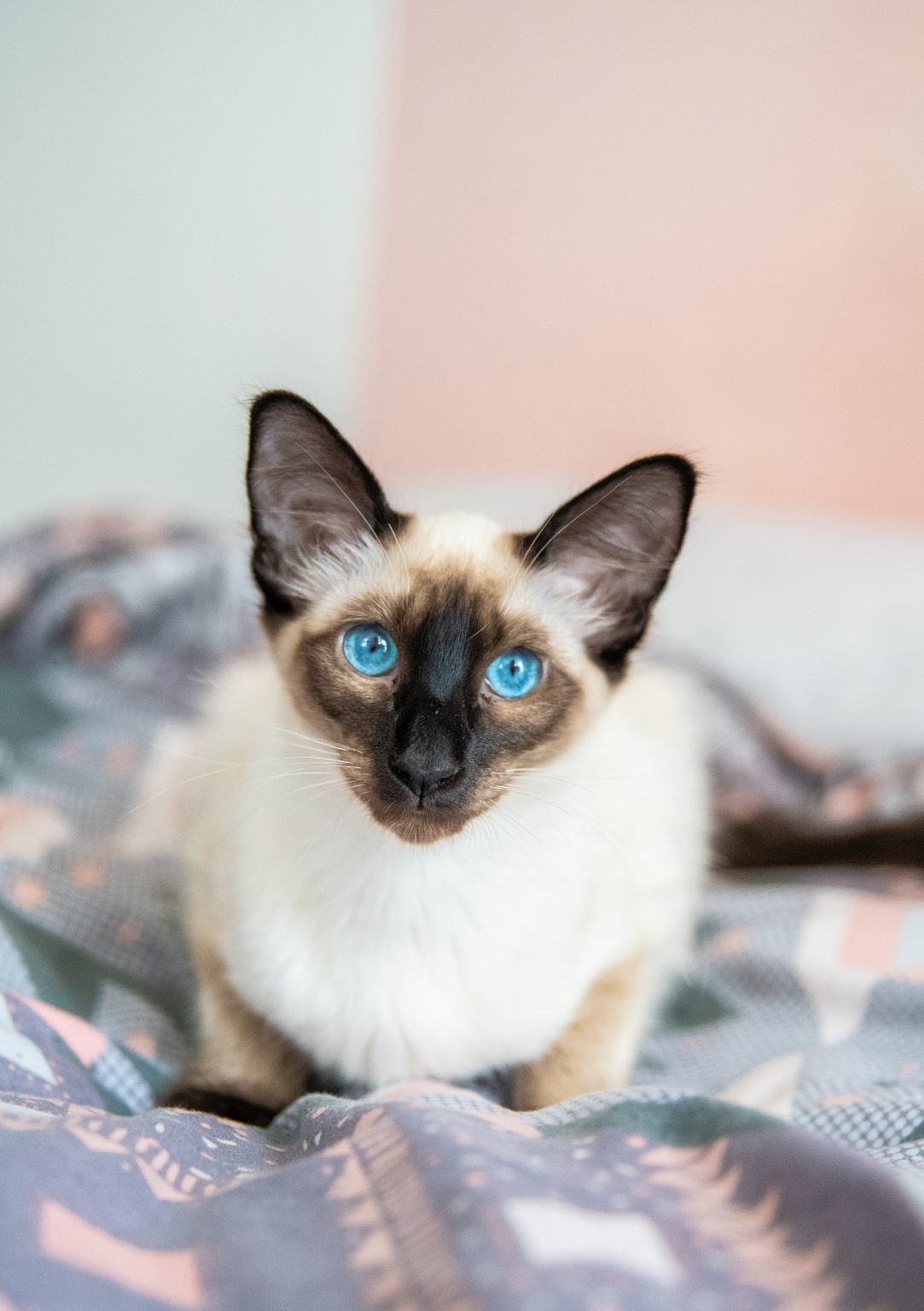 Balinese Cat Breed Information