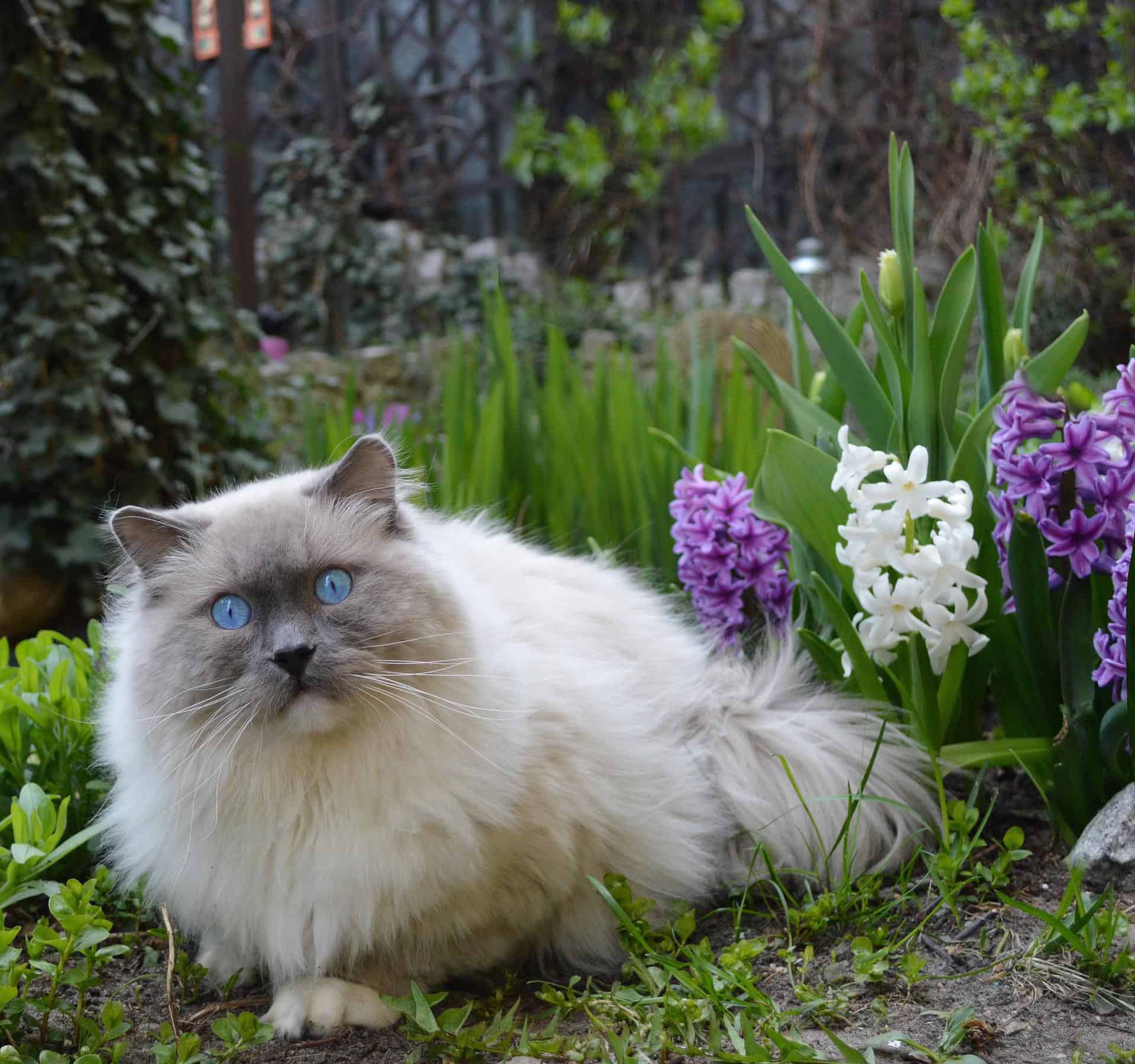 Ragdoll Cat Breed Information