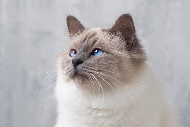 Birman Cat Breed Information
