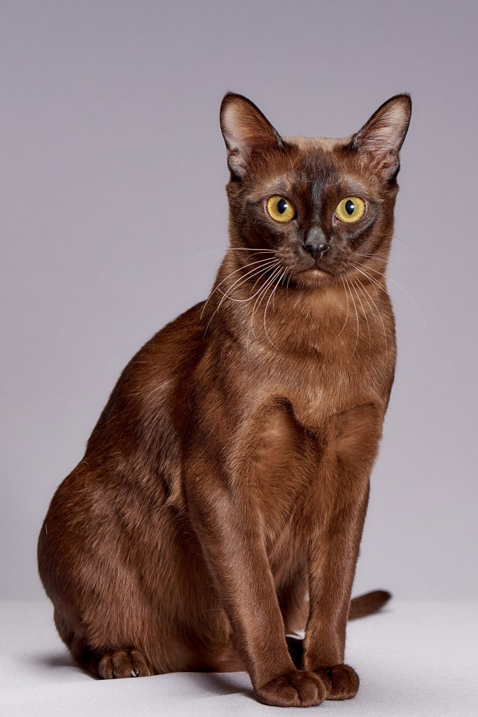 Burmese Cat Breed Information