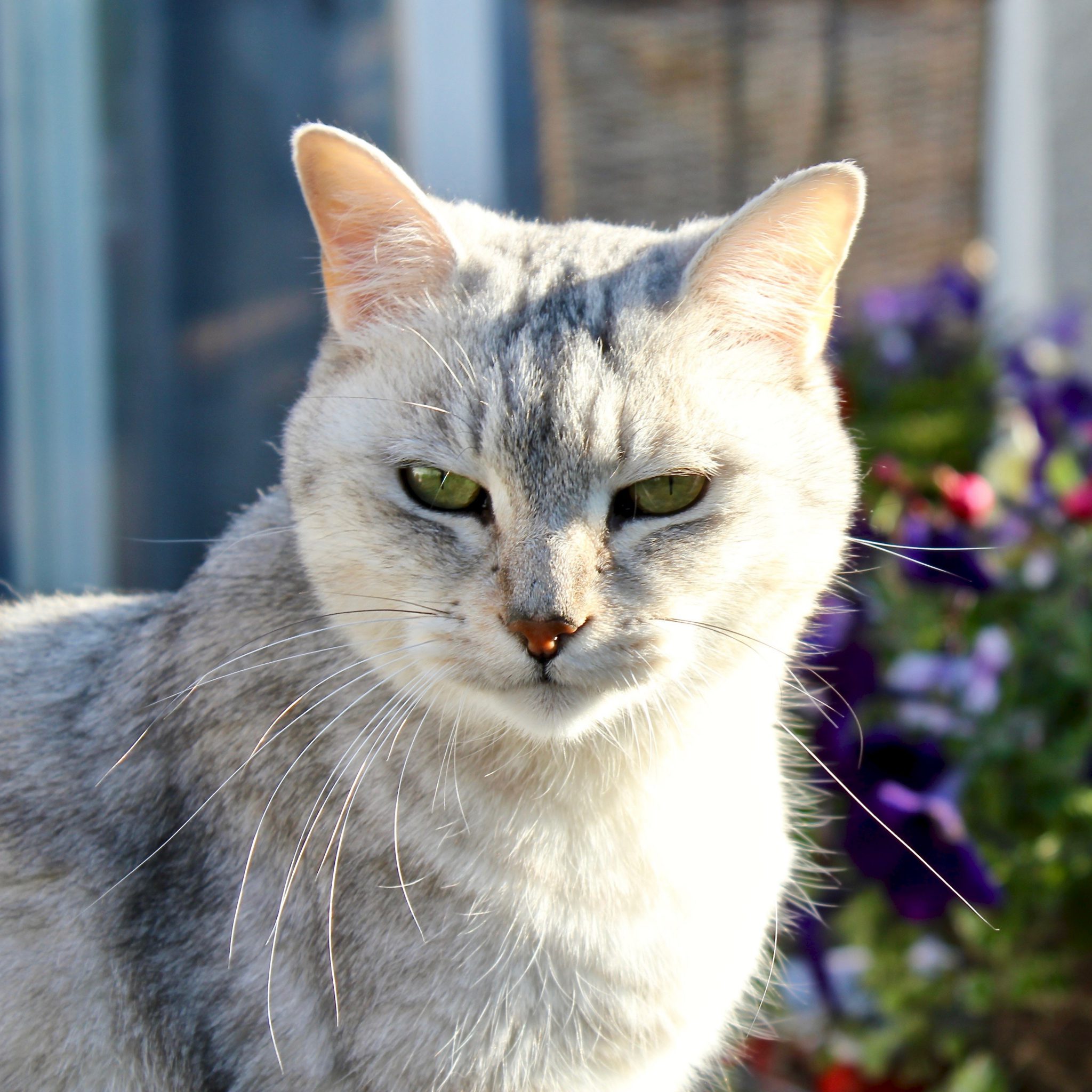 Burmilla Cat Breed Information