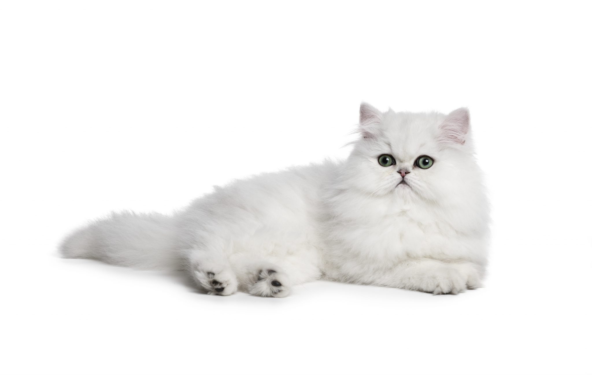 Chinchilla Cat Breed Information