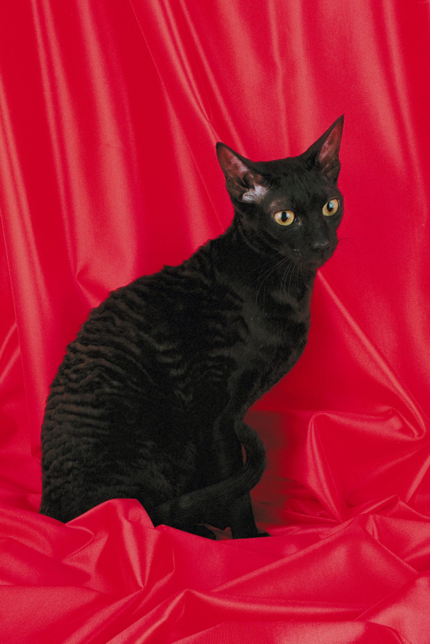 Cornish Rex Cat Breed Information
