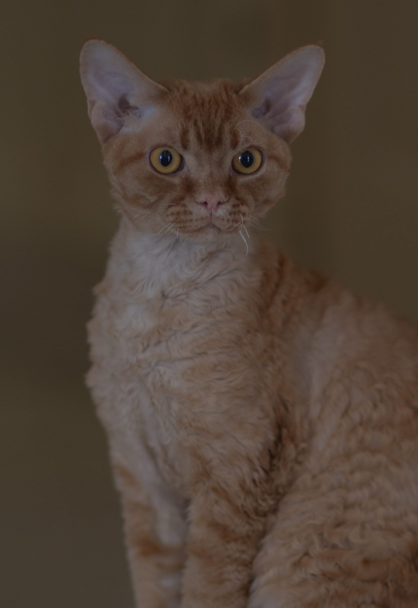 Devon Rex Cat Breed Information