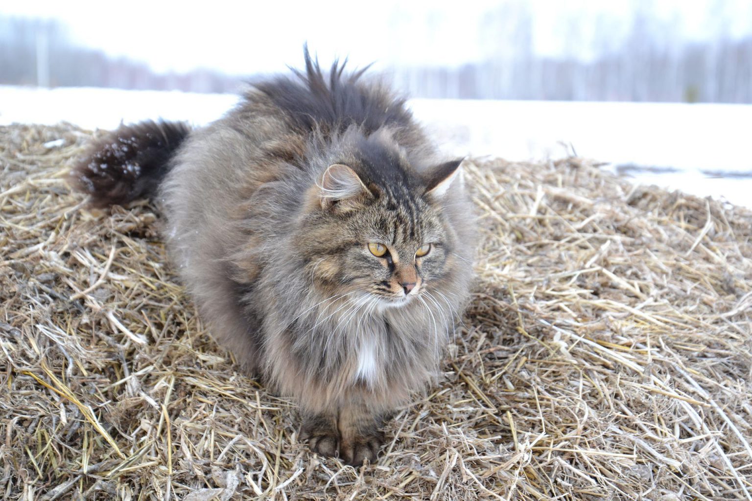 Siberian Cat Breed Information