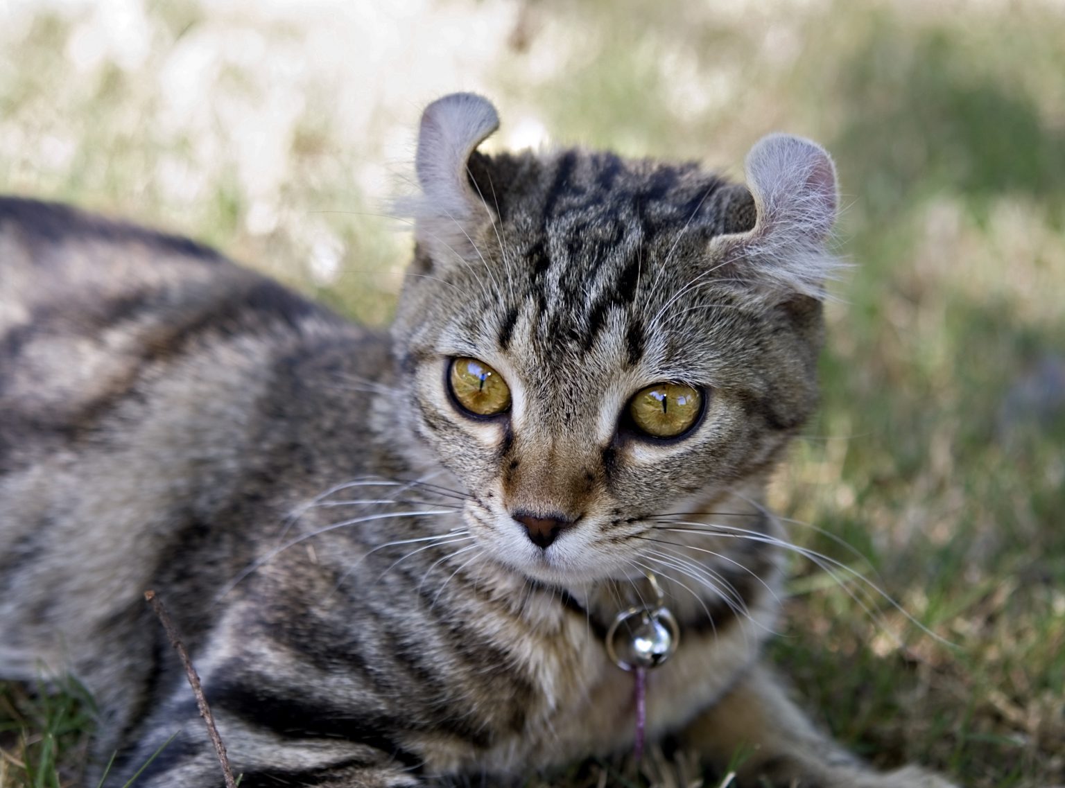 Cat Breeds Information | Types Of Cats With Pictures