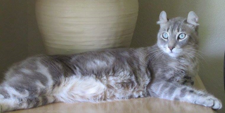 Highlander Cat Breed Information