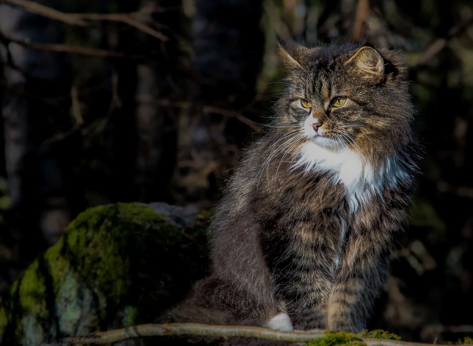 Norwegian Forest Cat Breed Information