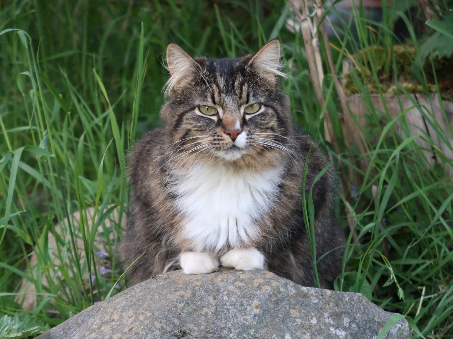 Norwegian Forest Cat Breed Information
