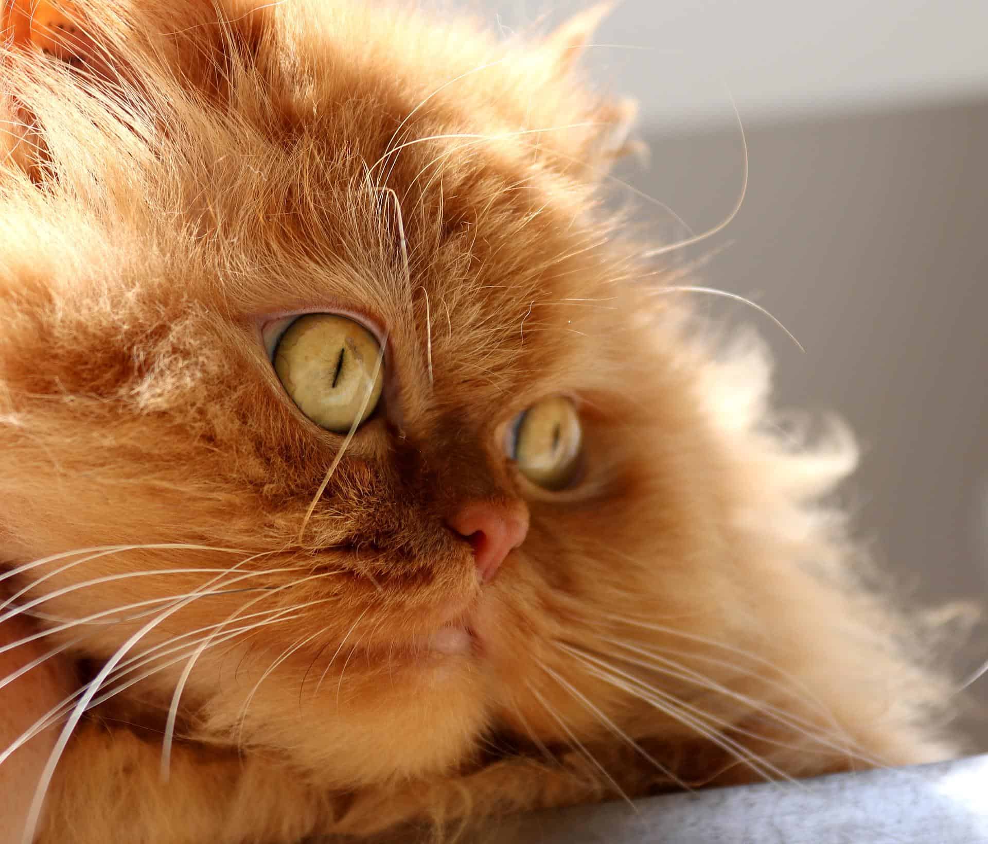 Persian Cat Breed Information
