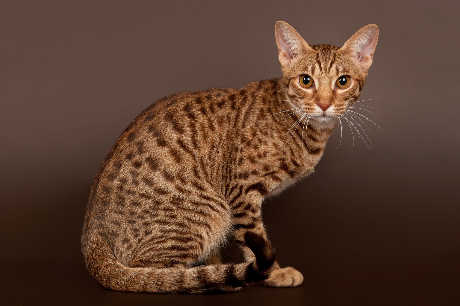 Ocicat Cat Breed Information