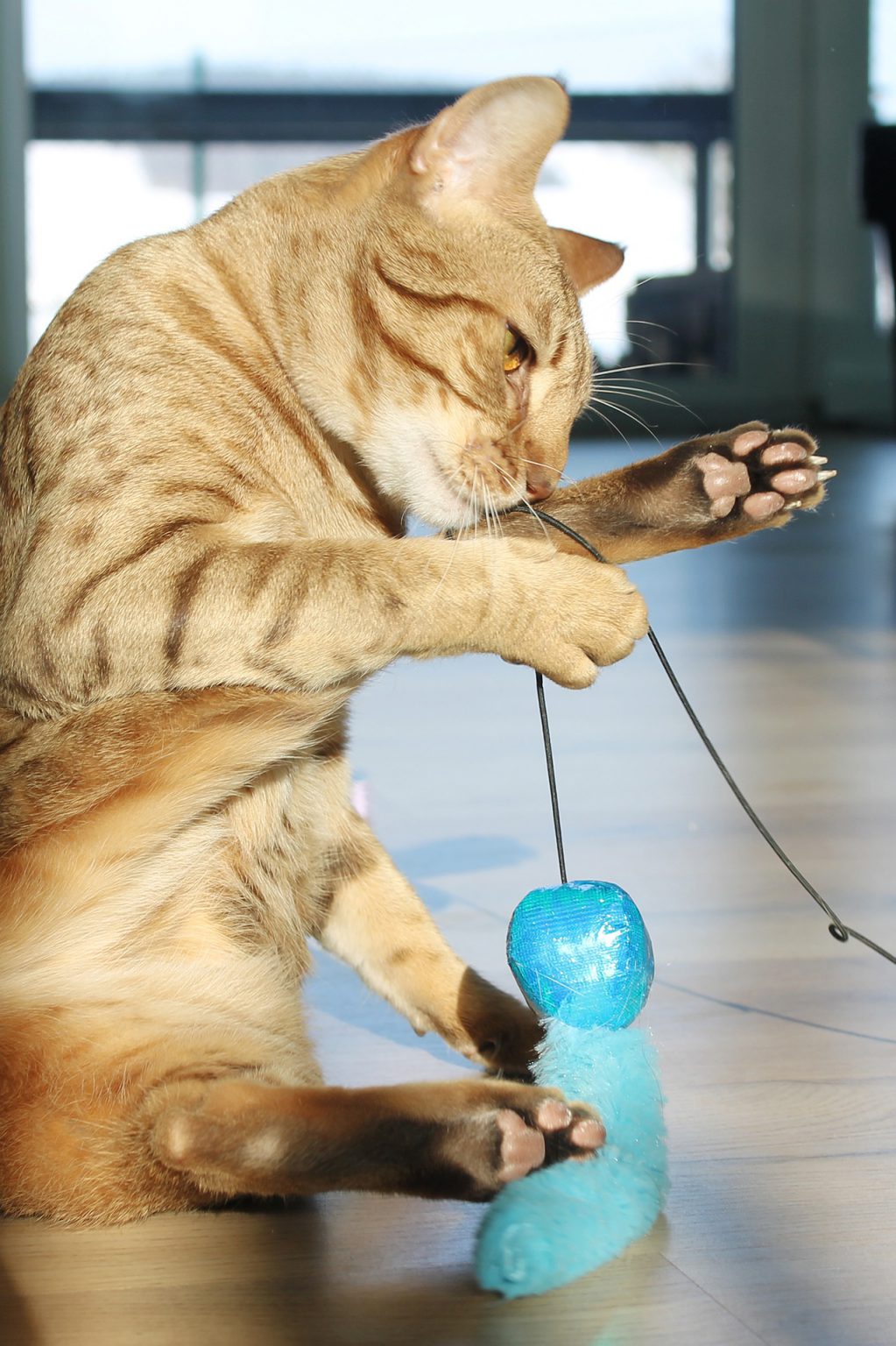 Ocicat Cat Breed Information