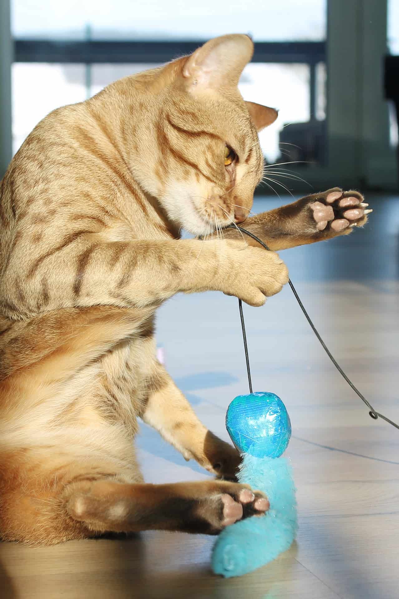 Ocicat Cat Breed Information