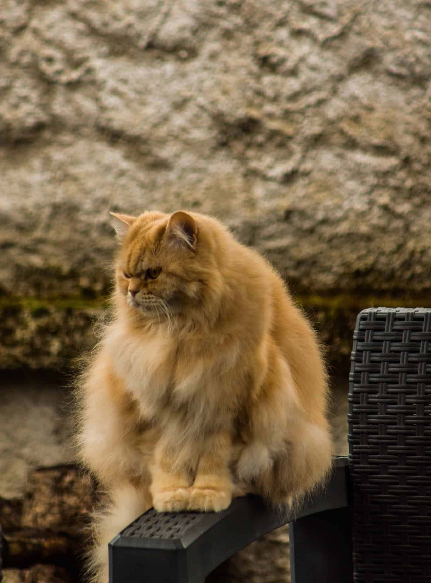 Persian Cat Breed Information
