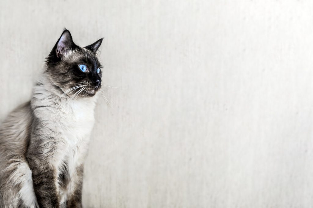 Ragdoll Cat Breed Information