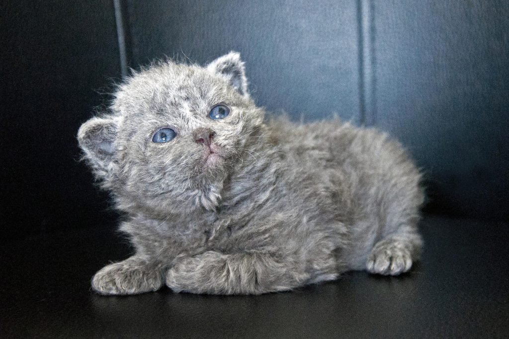 Selkirk Rex Cat Breed Information