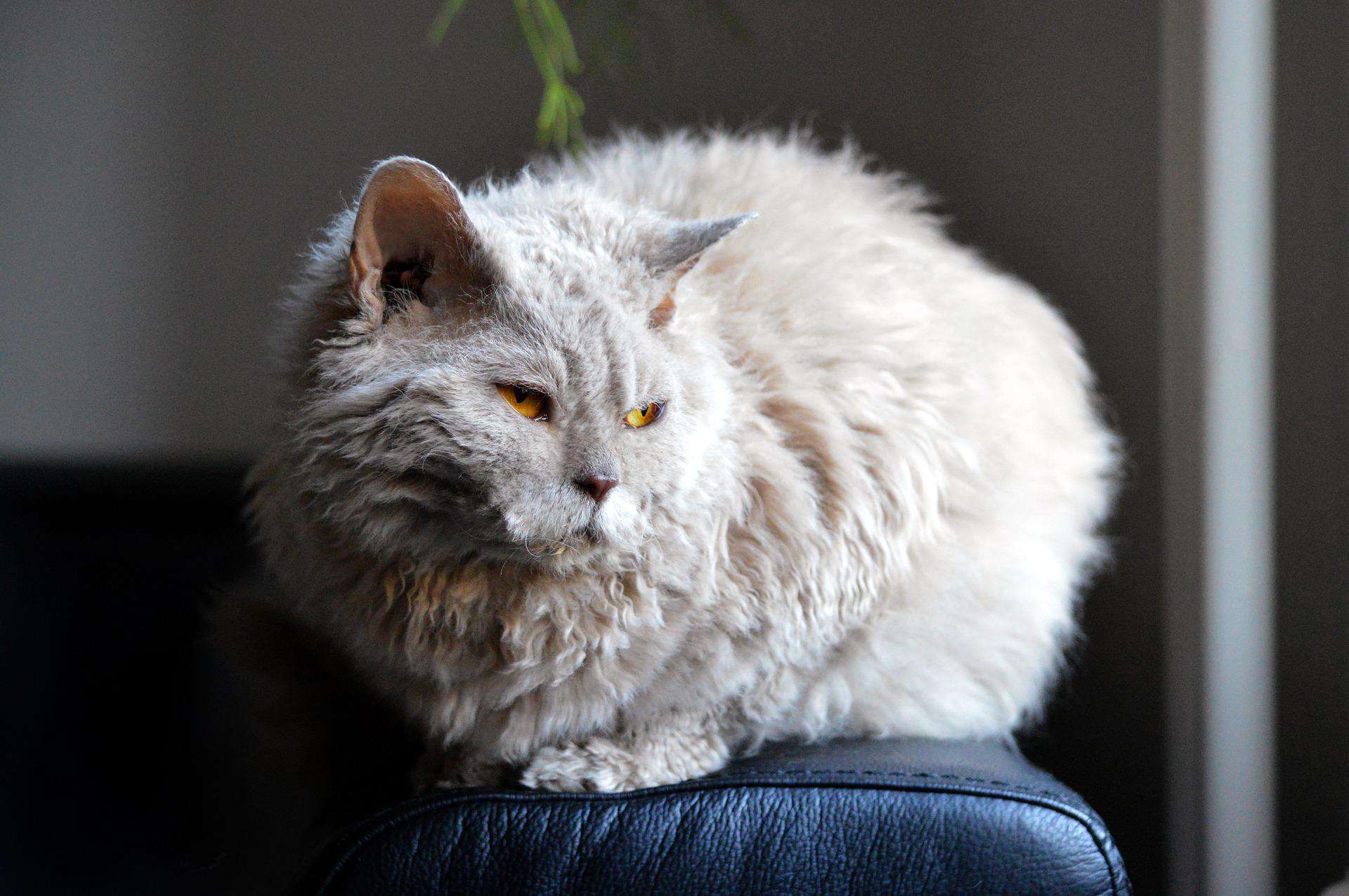 Selkirk Rex Cat Breed Information