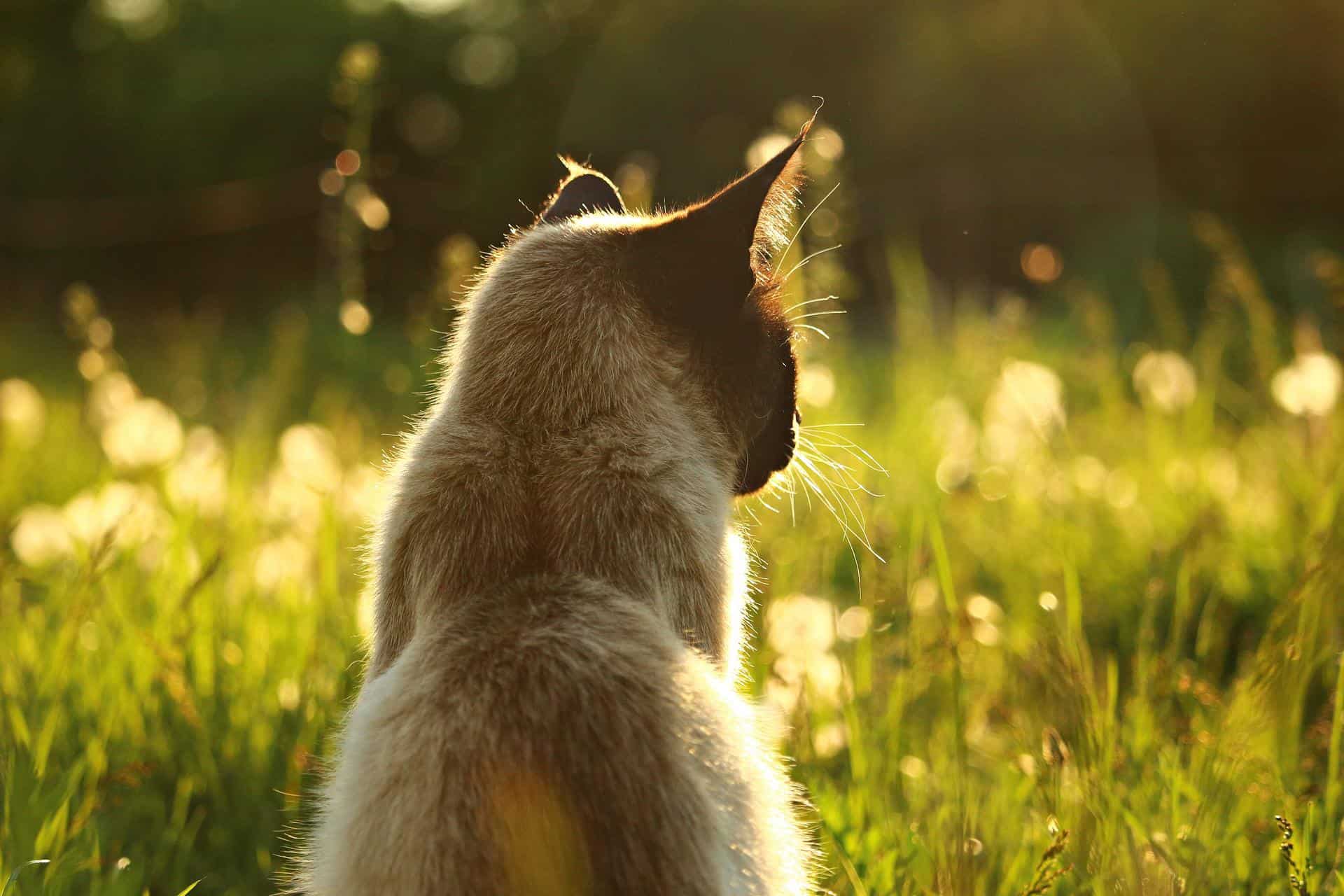 Siamese Cat Breed Information