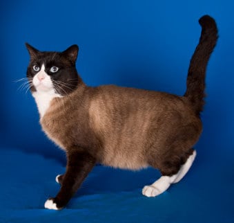Snowshoe Cat Breed Information