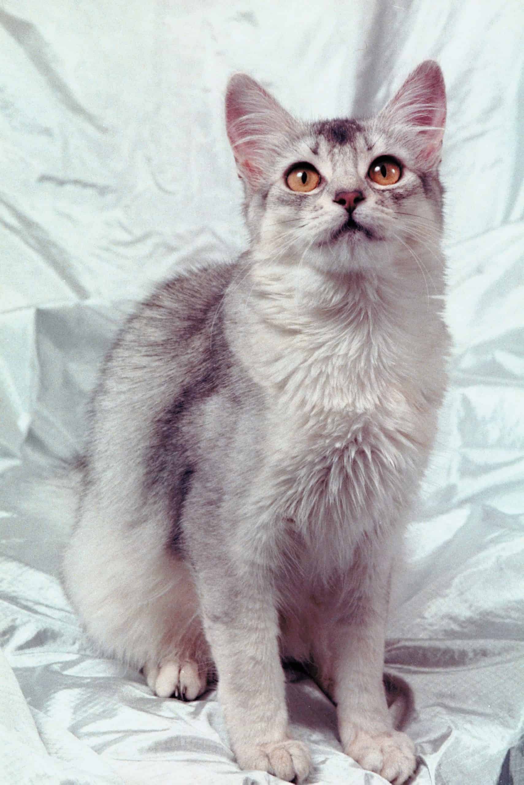 Somali Cat Breed Information