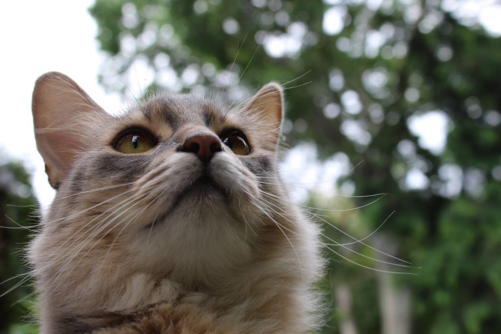 Somali Cat Breed Information