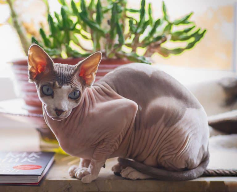 Sphynx Cat Breed Information