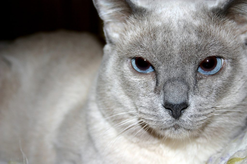 Tonkinese Cat Breed Information