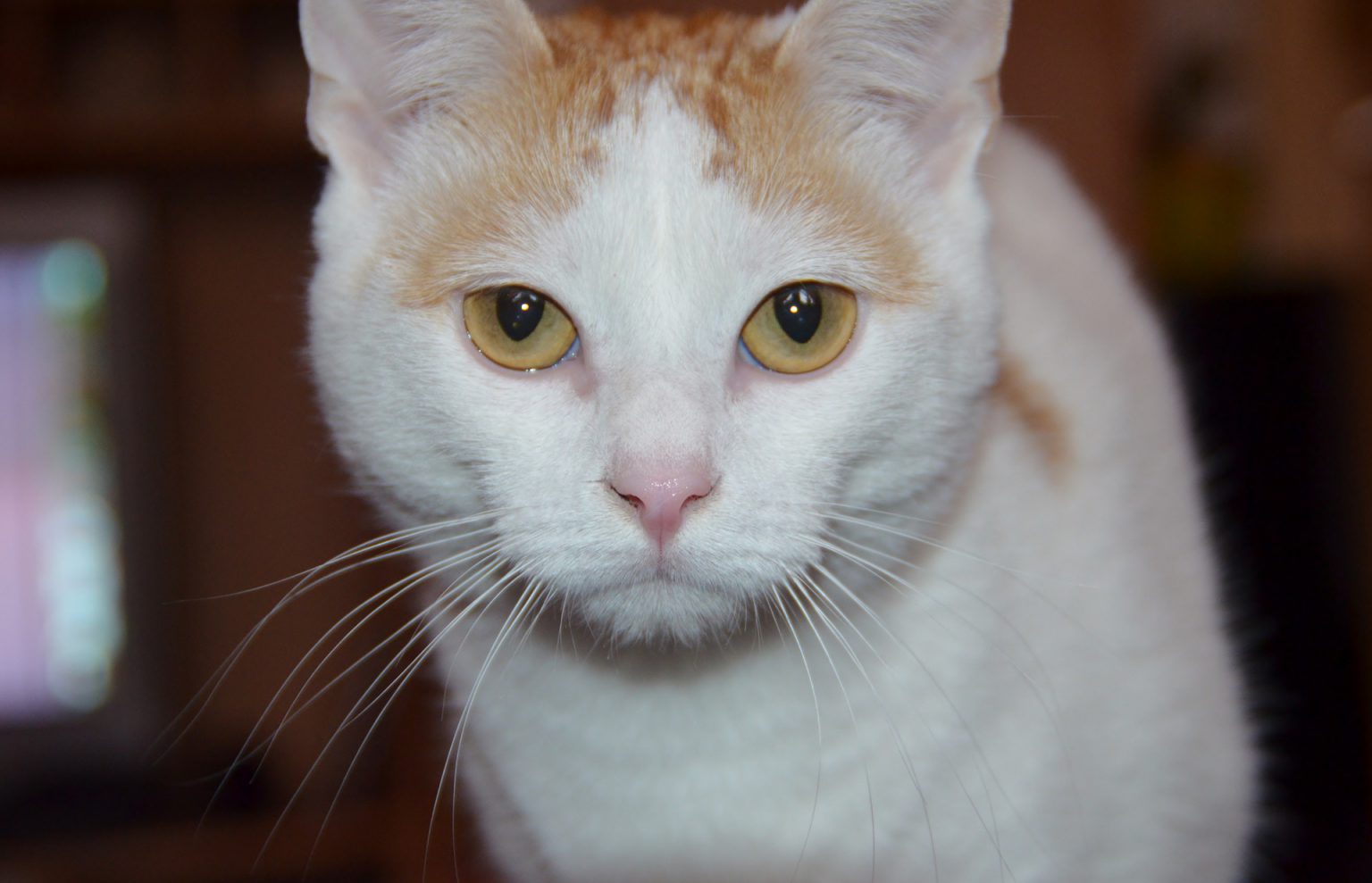 Turkish Van Cat Breed Information