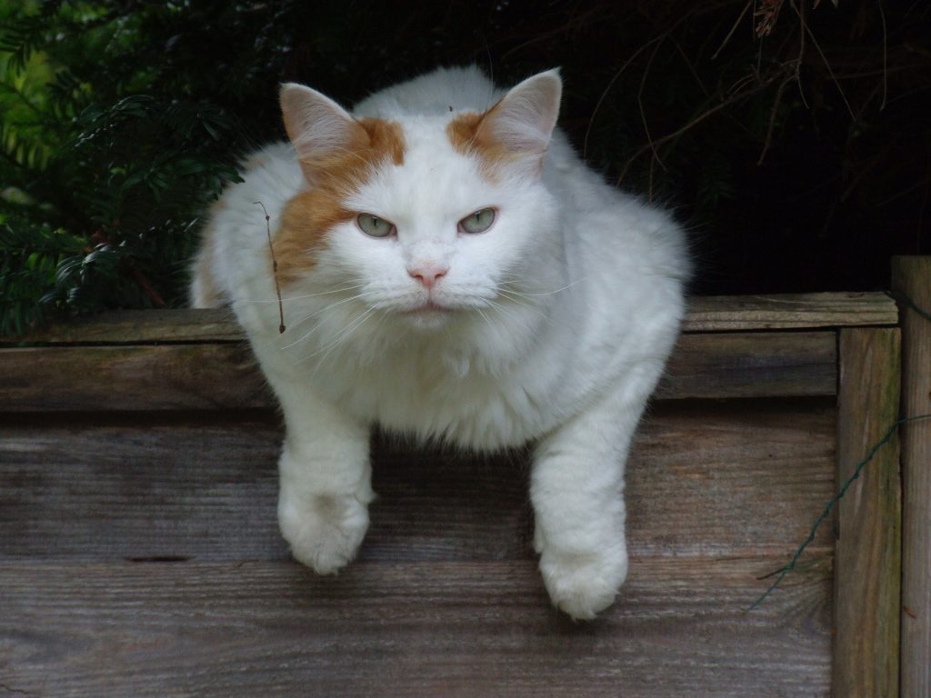 Turkish Van Cat Breed Information