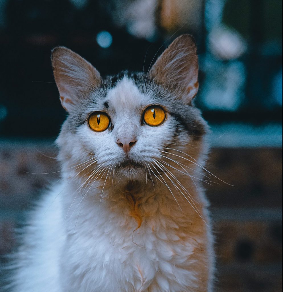 Cats & Kittens For Sale Australia – Cat Breeders Listing