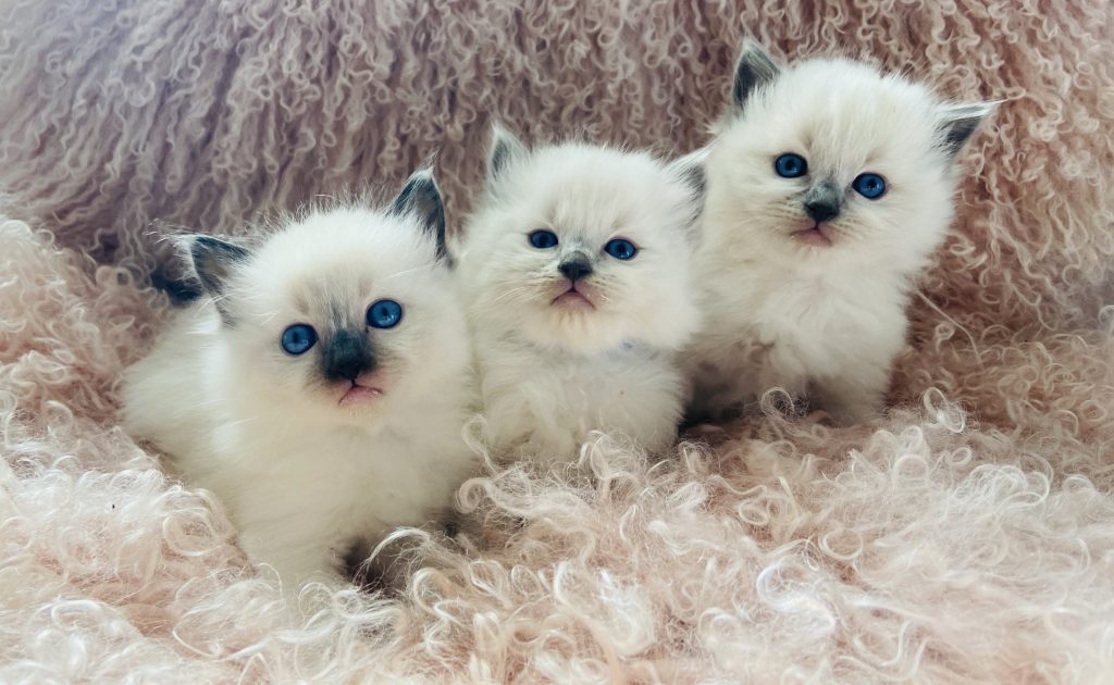 Ragdoll Kittens for Sale – Cats of Australia