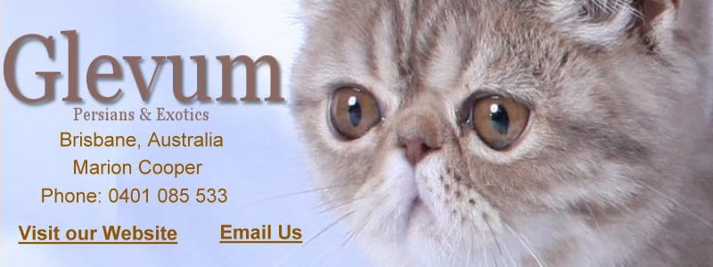 Exotic Shorthair Cats & Kittens For Sale