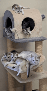 Shayba Silver Abyssinians – Registered Abyssinian breeder