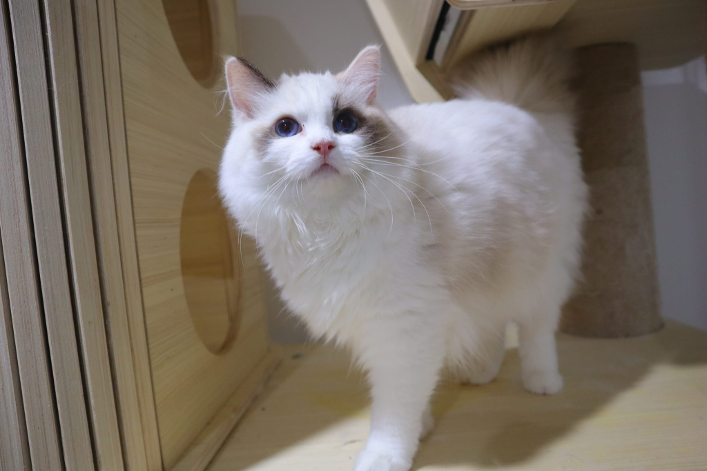 DDLIONSDOLLS Ragdoll – Registered Ragdoll breeder