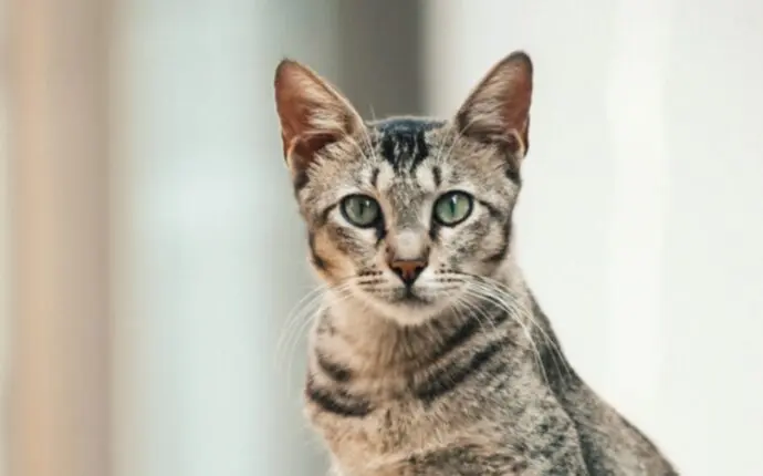 Cats & Kittens For Sale Australia – Cat Breeders Listing