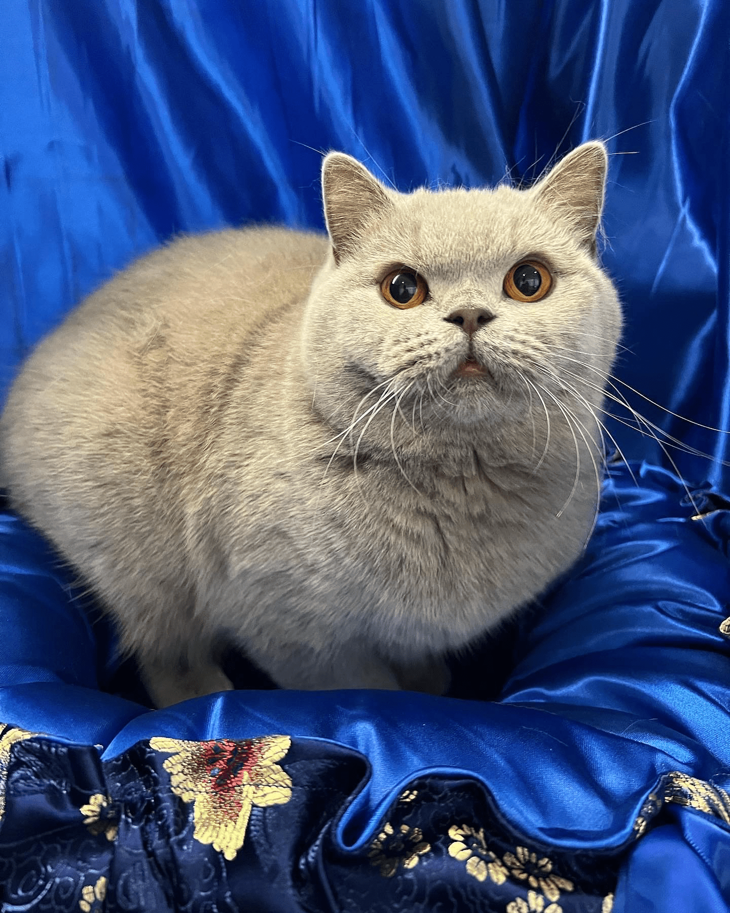 Ragdoll Kittens for Sale – Cats of Australia
