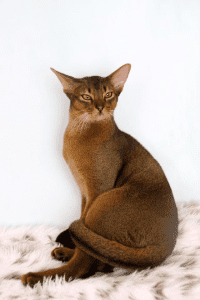 AKILA ABYSSINIAN – Registered Abyssinian breeder