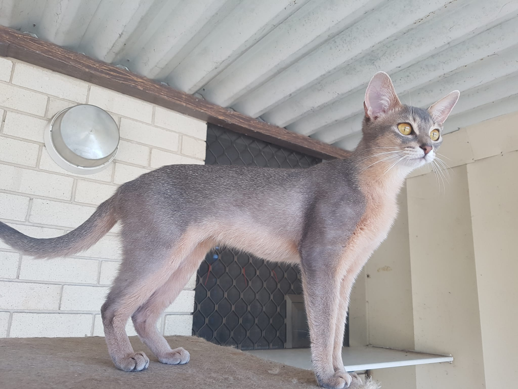 Glenmaulyn Abyssinians – Registered Abyssinian breeder