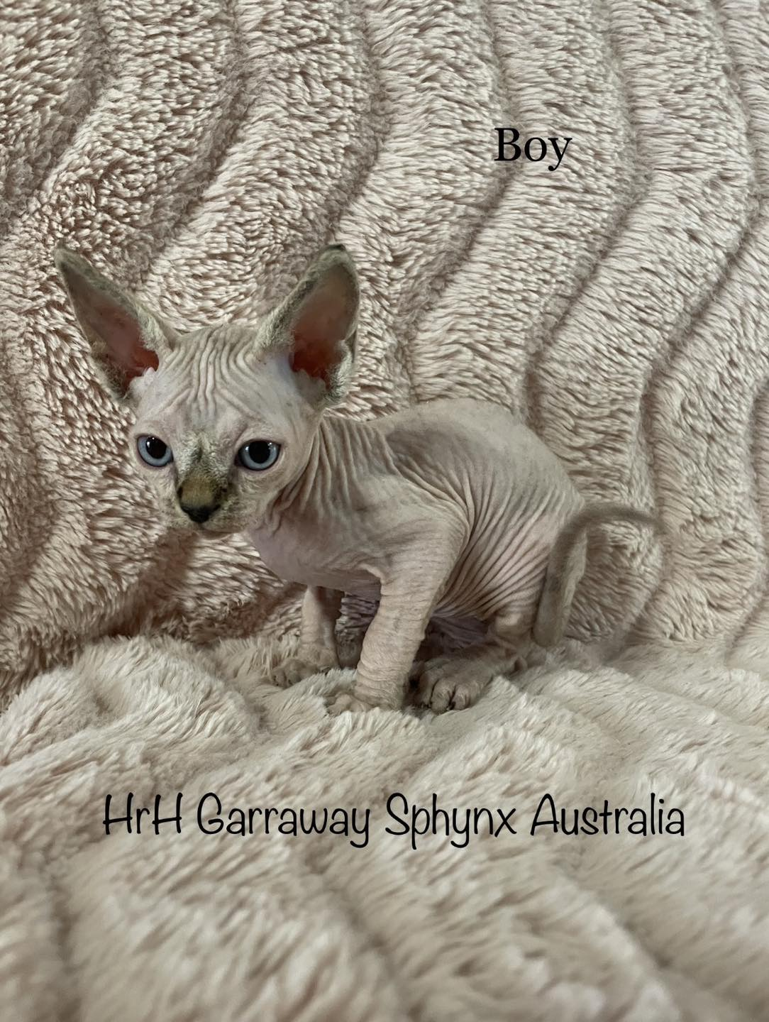 Sphynx Kittens for Sale – Cats of Australia