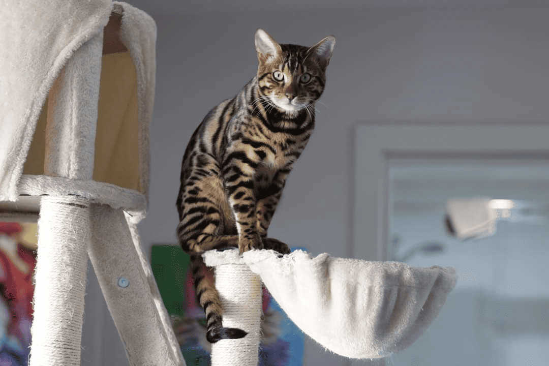 Benonara bengal – Registered Bengal breeder
