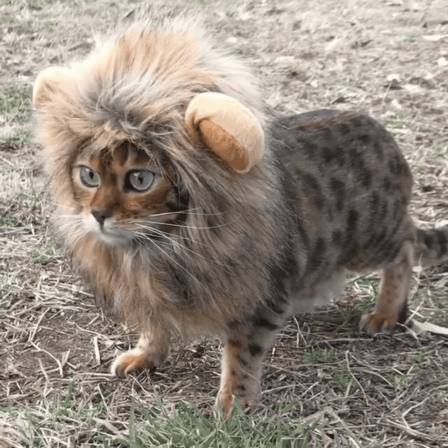 Biboohra Bengals – Registered Bengal breeder